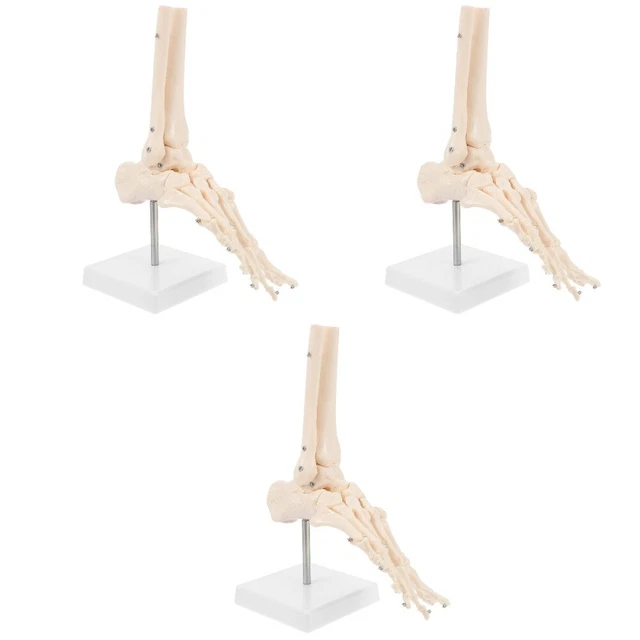 SCIENCE ANKLE MODEL Ankle Joint Model Human Skeleton Model Anatomical ...