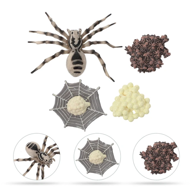 LIFE CYCLE OF Spider Figurines Spider Life Cycle Figures Toys £6.65 ...