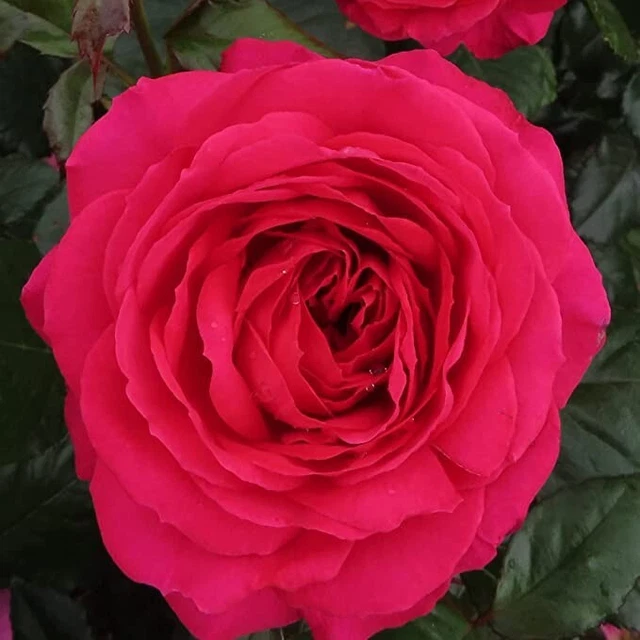 MY DAD 4L Potted Rose Plant Large Fragrant Red Floribunda Rose *FREE ...