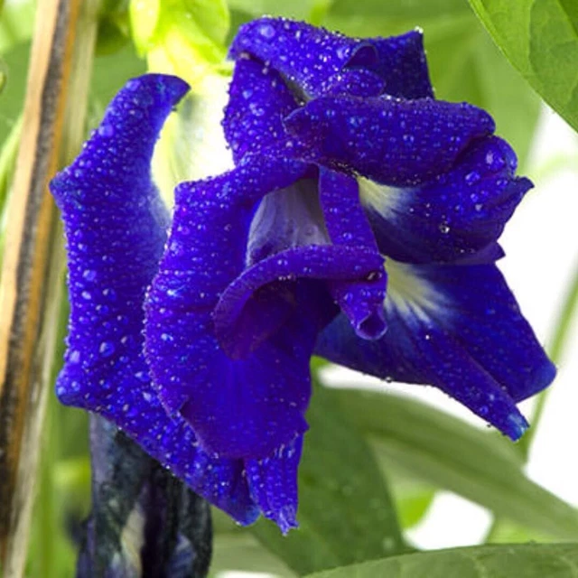 DOUBLE BLUE BUTTERFLY Pea 100 Seeds Clitoria Ternatea Vine 100% new ...