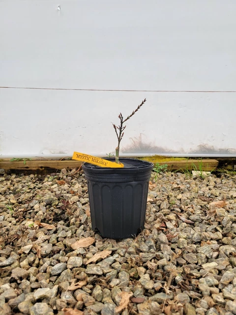 ACER PALMATUM 'MYSTIC Mikawa' Rare Miniature Dwarf Japanese Maple 1 ...