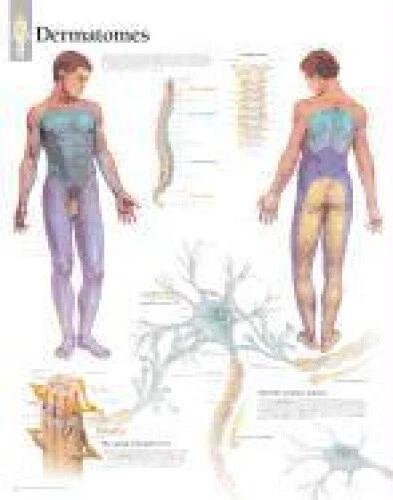 UNDERSTANDING DERMATOMES CHART: Wall Chart by Scientific Publishing EUR ... UNDERSTANDING DERMATOMES CHART: Wall Chart by Scientific Publishing EUR ...