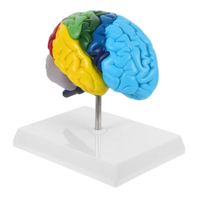 HUMAN BRAIN MODELS 1:1 Scale Anatomy Model Medical Model For ...