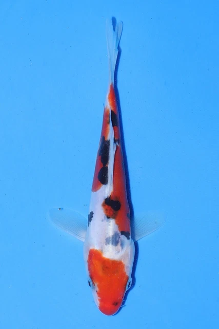 JAPANESE KOI CARP - Hq Doitsu Sanke 15Cm - Courier Available ...