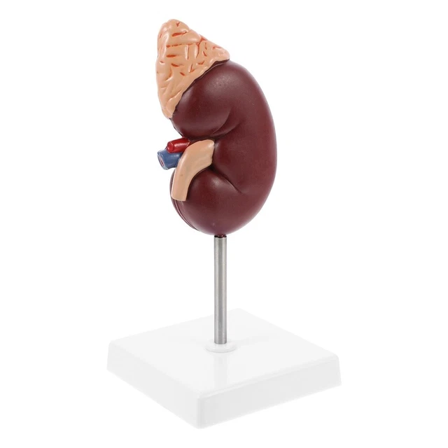 KIDNEY ANATOMY 3D Kidney Anatomy Model Kidney Dissection Model £30.99 ...
