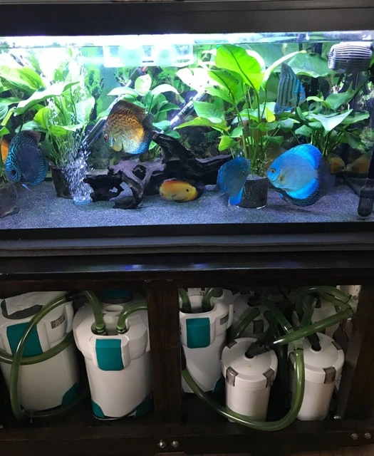 160L AQUARIUM/FISH TANK Complete Set Up +Timber Stand,over 80 Items ...