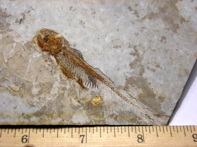 FOSSIL FISH LYCOPTERA plate 5x3" Jurassic unprepared free priority ...