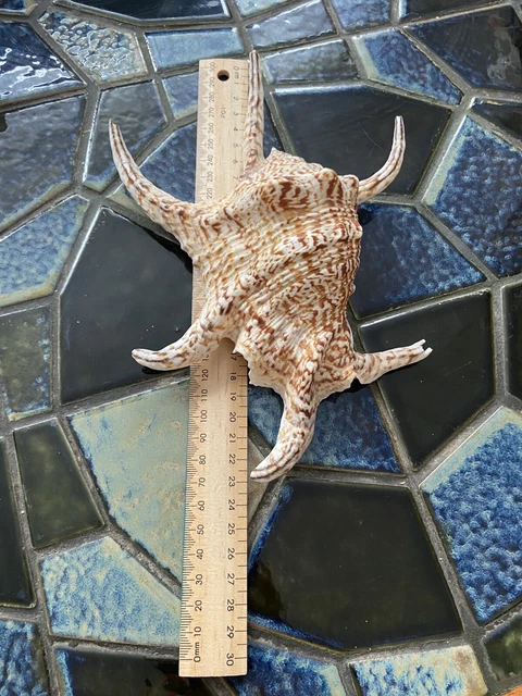 LARGE NATURAL VINTAGE Genuine Harpago Chiragra Spider Conch Beach Shell ...