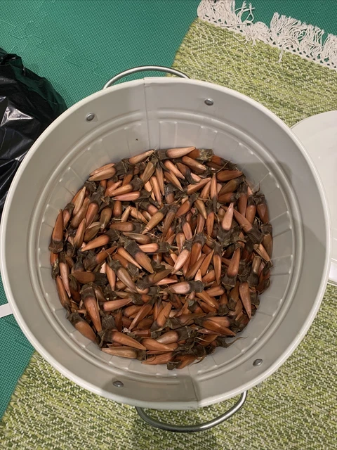 MONKEY PUZZLE TREE - Araucaria Arancana Plant Seeds £12.00 - PicClick UK