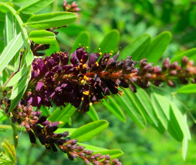 AMORPHA FRUTICOSA ** Falso indaco per apicultura MELLIFERA (100 semi ...
