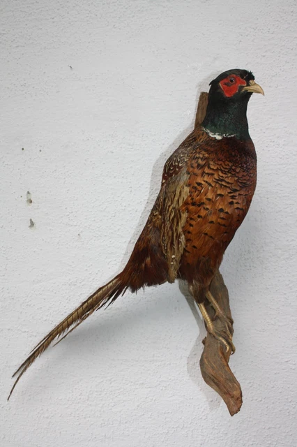 TIERPRÄPARAT FASAN, FASANENHAHN, Jagdfasan, Jagd Trophäe, Deko, Vintage ...