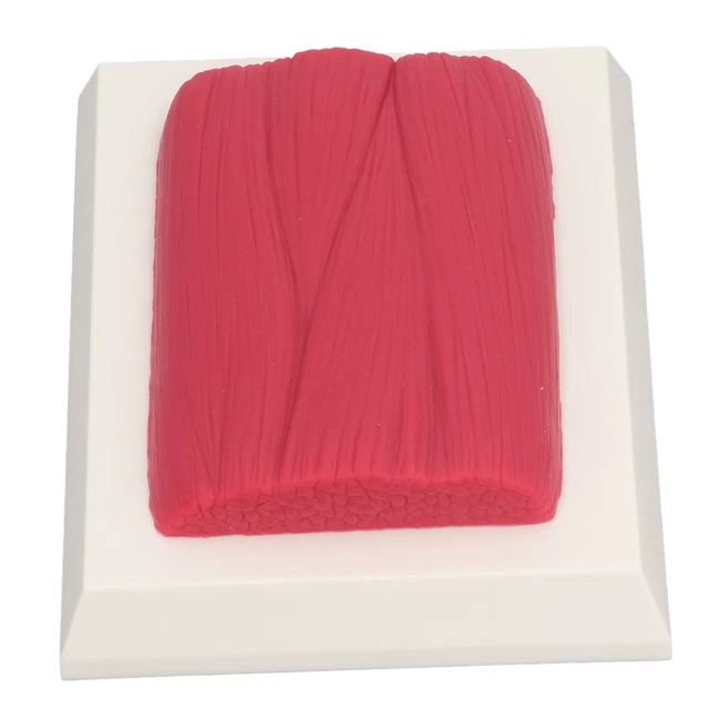 HUMAN BODY MUSCLE Tissue Model Keep Healthy Reminder Real Tactile ...