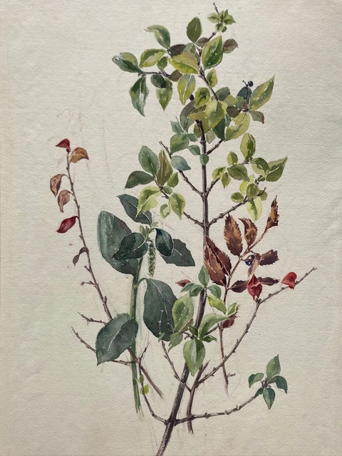 JULIE HARBER ORIGINAL Vintage 1949 Watercolour Still Life Botanical ...