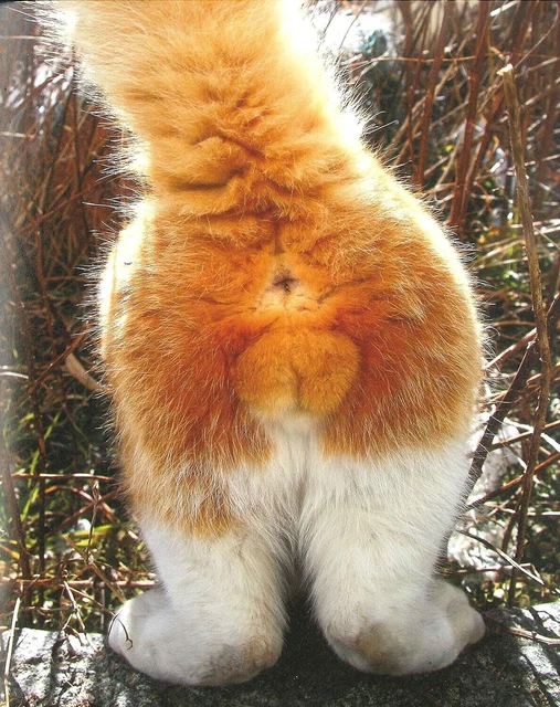 NYANTAMA CAT TESTICLES Animal Photo Book album nekotama 96 pages From ...