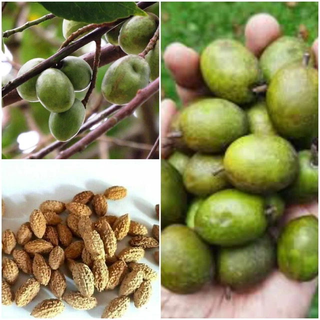 20 CEYLON OLIVE Tree Seeds Weralu Seeds Elaeocarpus ganitrus Seeds For ...