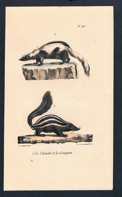 1840 - ZORRILLO Chinche Conepate Depredador Original Litografía EUR 14 ...