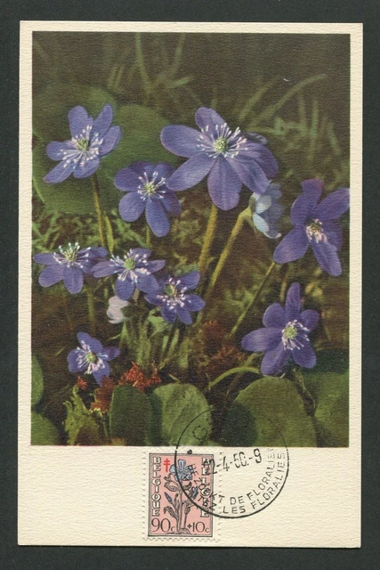 BELGIO MK 1950 FLORA FIORI DI FEGATO MAPPA MASSIMA CARTA MASSIMA MC CM ...