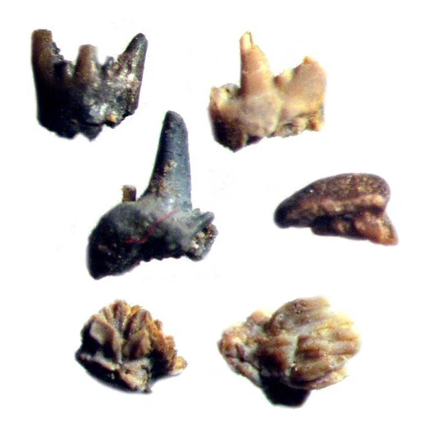 DEVONIAN CONODONT MICROFOSSIL shark tooth sample Genundewa Shale 18 ...