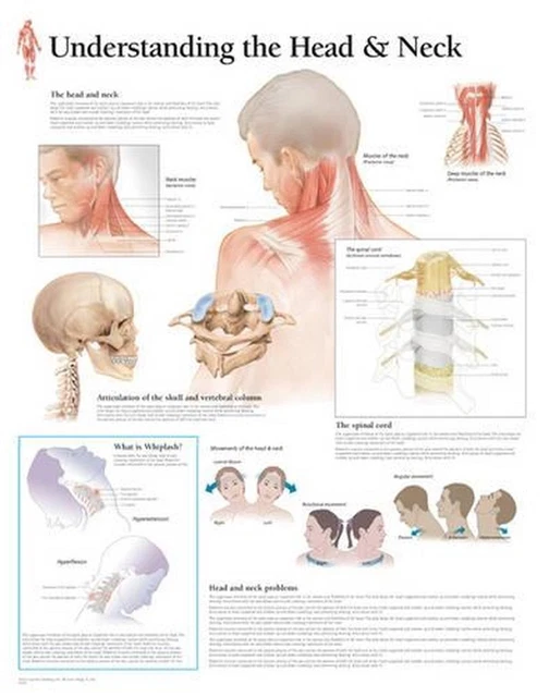UNDERSTANDING THE HEAD & Neck Wall Chart by Scientific Publishing ...