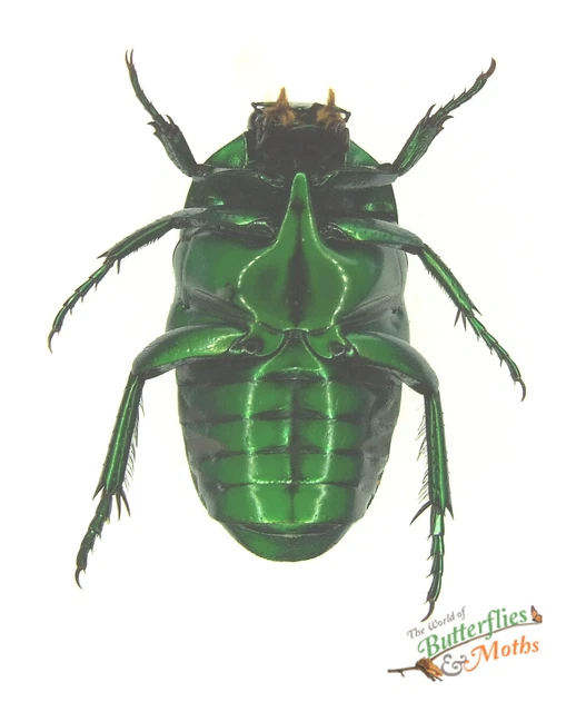 FLOWER BEETLE ISCHIOPSOPHA yorkiana Insect SET x1 A1- FEMALE Entomology ...