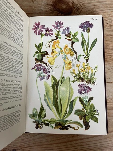 ALPINE FLOWERS BY Dr. Gustav Hegi 1930 Illustrated 30 Colour Plates EUR ...