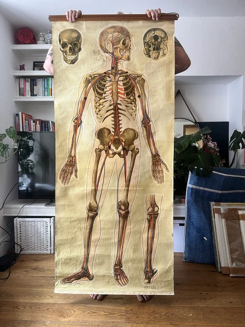 VINTAGE ANATOMICAL BODY Wall Chart Poster J.Teck £55.00 - PicClick UK