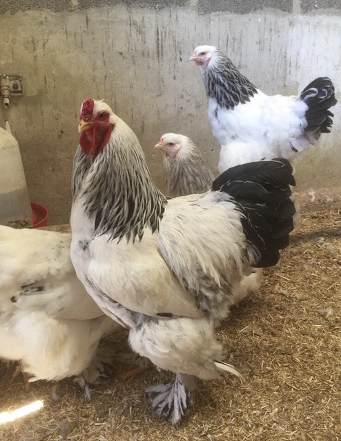 6 LIGHT COLOMBIAN Brahma Lf Hatching Eggs Incubation £12.00 - PicClick UK