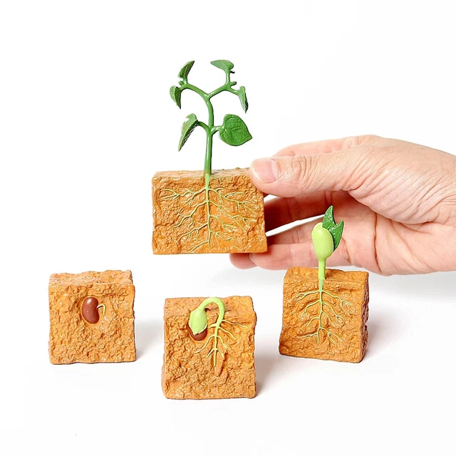 CYCLE MODEL LIFE Cycle Figurine Simulation Life Cycle Green Bean Growth ...