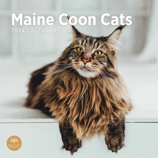 MAINE COON CATS Calendar 2024 - Animal - Month To View £10.68 - PicClick UK