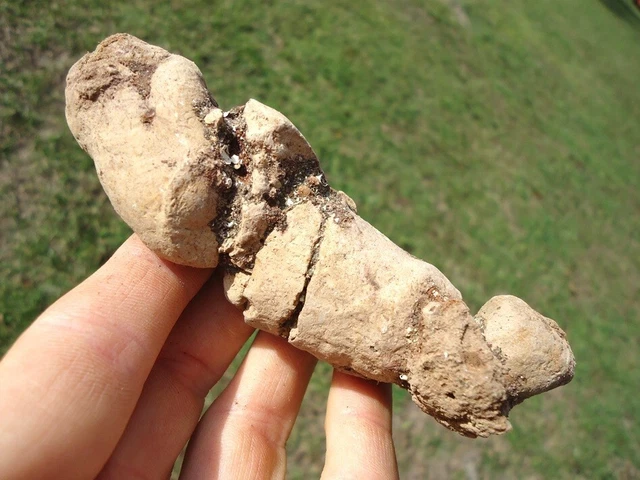 LARGE DETAILED COPROLITE Florida Fossils Poop Poo Feces Scat Corprolite ...