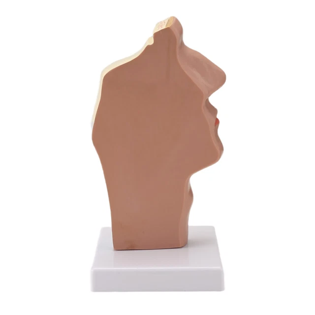 NASEN HÖHLEN HALS Anatomie Modell Menschliches Anatomisches Pharynx ...