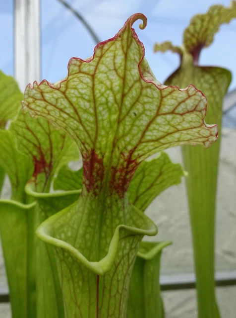 SARRACENIA X MOOREI “Red Throat” JSH71 carnivorous plant £6.51 ...
