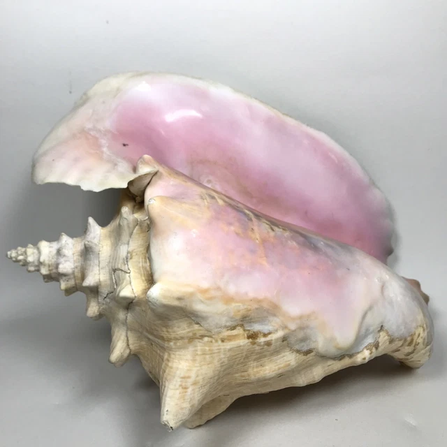 VINTAGE EXTRA LARGE Rare Queen Conch Sea Shell Pink Collectors Item ...