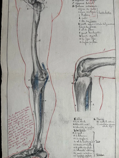 RARE ORIGINAL DRAWING Large Format Anatomical Study 1920 - 1930 Skinned ...