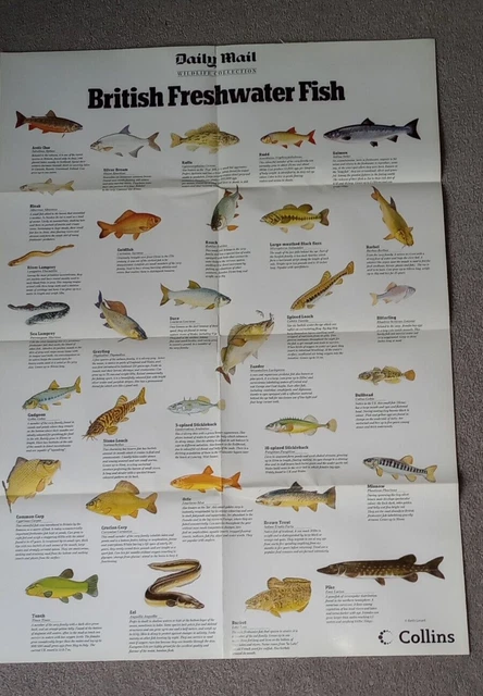BRITISH WILDLIFE WALLCHART - Freshwater Fish Poster A1 Size Daily Mail ...