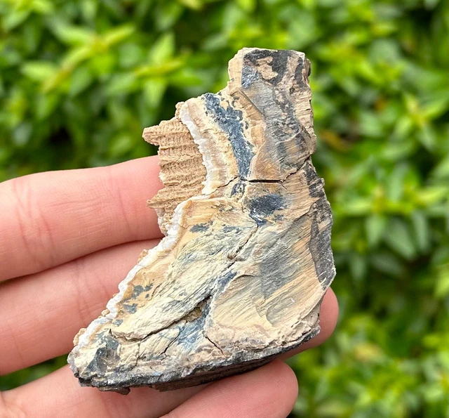 RARE FOSSIL ICE Age Mammal Tooth Fragment Pleistocene Age Megafauna ...