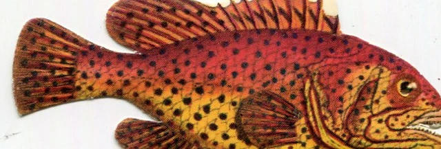 LOT DE 4 poissons en papier avec au dos Pub PARE Toulouse Biscottes ...
