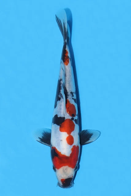 JAPANESE KOI CARP - Hq Doitsu Showa 22Cm - Courier Available ...