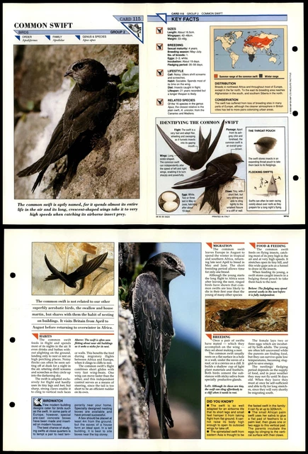 COMMON SWIFT #115 Birds Wildlife Fact File Fold-Out Card £1.99 ...