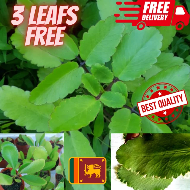 5+ CEYLON KALANCHOE PINNATA Dried Miracle Leaf Bryophyllum Pinnatum ...