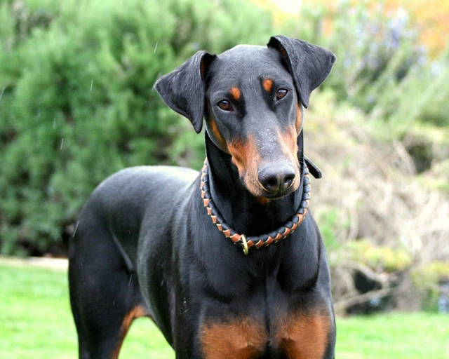 PET STONE MEMORIAL Grave Marker Plaque Human Headstone Doberman ...