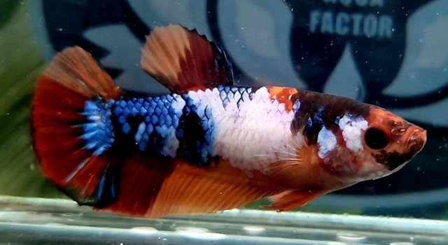 *CHAMPION BRED* FEMALE Hmpk Siamese Fighting Fish / Betta Fish TS19 £18 ...