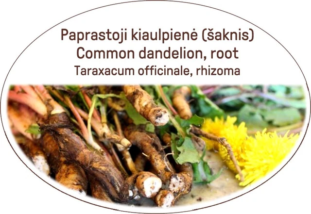 COMMON DANDELION ROOT Healthy Tea /For Cholecystitis/Cystitis/Gastric ...