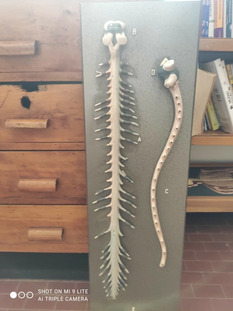 MODELLO ANATOMIA COLONNA vertebrale anatomic scheletric model vintage ...