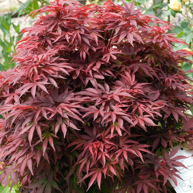 ACER PALMATUM RHODE Island Red - Japanese Maple | Large Garden Ready ...