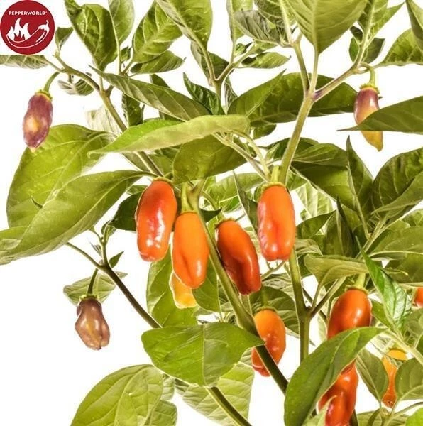 5X CAJAMARCA CILI Giardino Verdure Piante - Seme PW130 EUR 5,65 ...