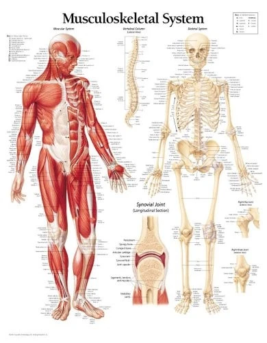 MUSCULOSKELETAL SYSTEM CHART: LAMINATED WALL CHART By Scientific Publishing NEW £28.20 - PicClick UK