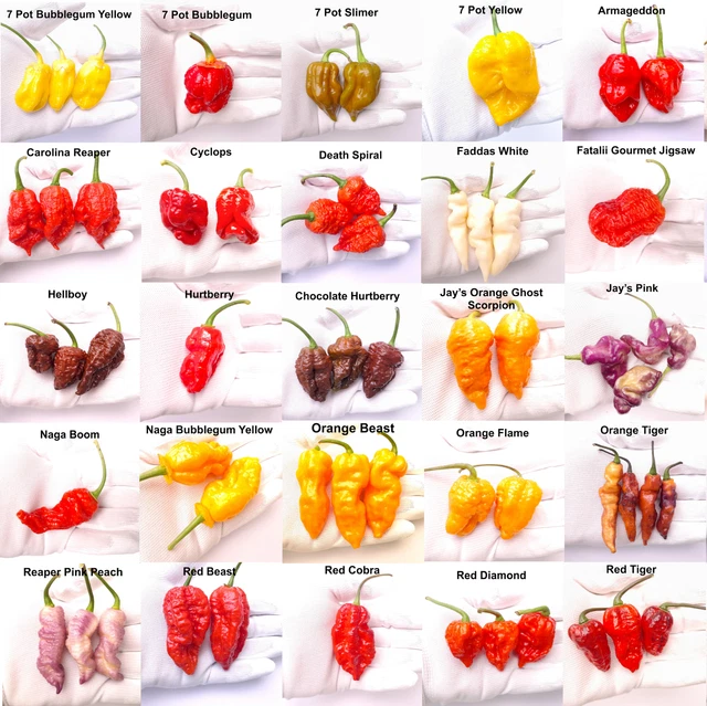 25 SUPERHOT CHILLI Pepper Varieties - 100 Seeds - Worlds Hottest Chilli ...