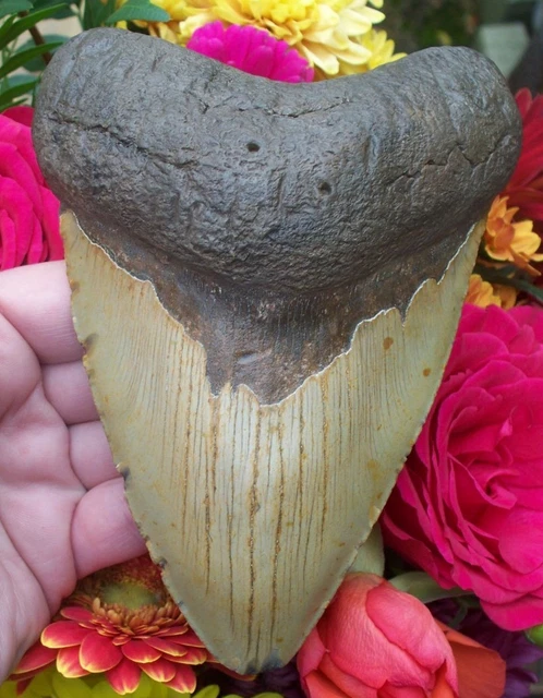 💥6.08 INCH💥 MASSIVE💥 HUGE 💥 MONSTER💥 MEGALODON MEG SHARK TOOTH megladon ...