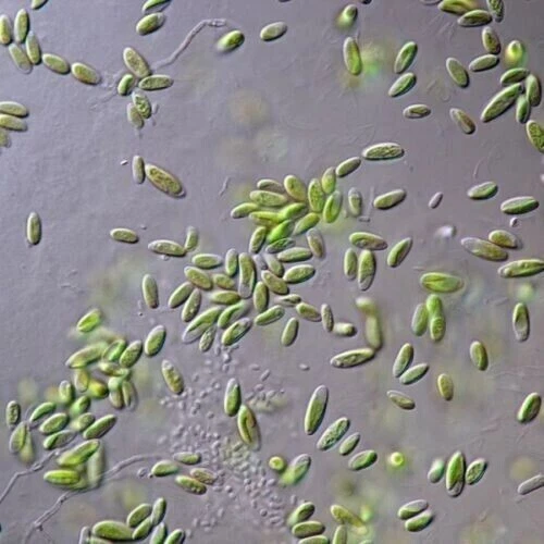 PARAMECIUM CULTURE (LIVE First Food for Fry) £9.72 - PicClick UK